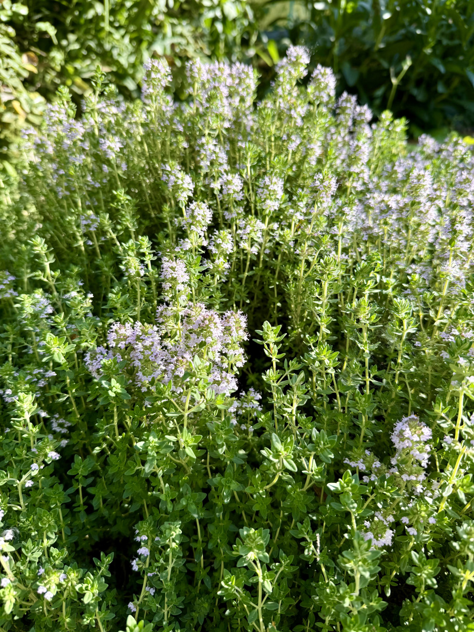 Plants Heal - Herbs - Savory Of Crete And Thyme