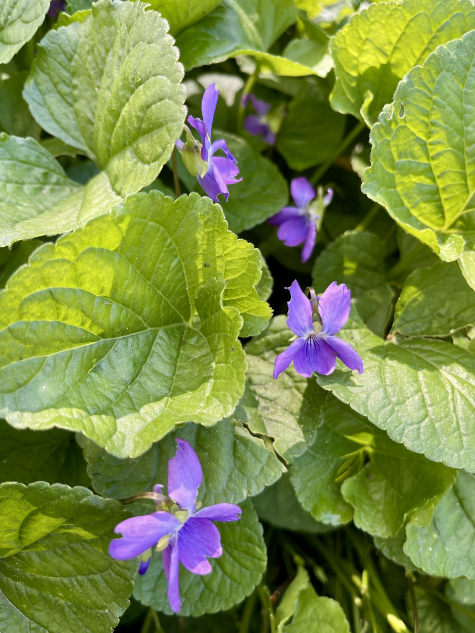 Plants Heal - Herbs - Sweet Violet