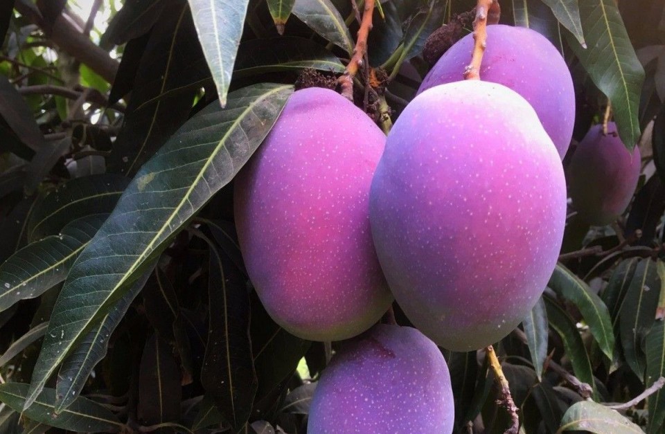 Plants Heal - Blog - Nutritional Benefits and Healing Properties of Mango